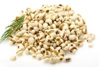 China Natural Dried Shelled Coix Seed Job's Tears for Diuresis, Spleen Health, and Rheumatism Relief for sale