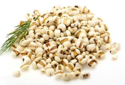 China Natural Dried Shelled Coix Seed Job's Tears for Diuresis, Spleen Health, and Rheumatism Relief for sale