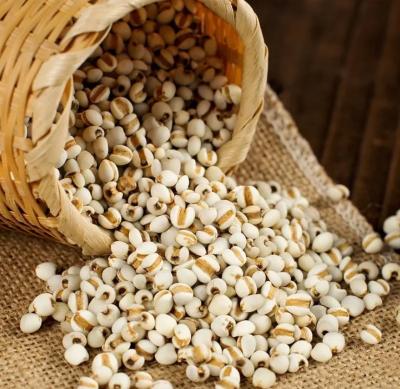 China Natural Dried Shelled Coix Seed Job's Tears Chinese Herbal Medicine for Diuresis, Spleen Health, and Rheumatism Relief for sale