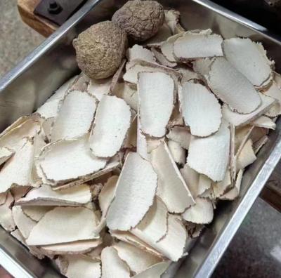 China Natural and Organic Yunnan Tiger's Milk Mushroom - ISO9001 Certified Medicinal Fungus for Health Benefits for sale