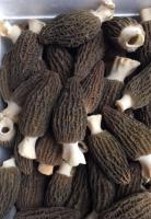 China ISO9001 Certified Natural Cultivation Morchella Esculenta Morel Mushroom Dual-Purpose Edible and Medicinal Chinese Herbal Supplement for sale