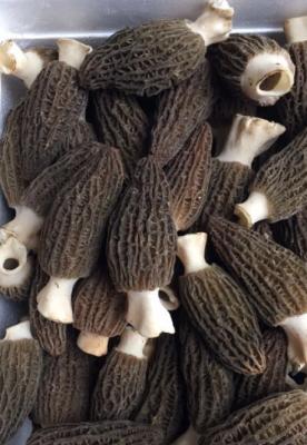 China ISO9001 Certified Natural Cultivation Morchella Esculenta Morel Mushroom Dual-Purpose Edible and Medicinal Chinese Herbal Supplement for sale