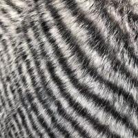 China 100% Polyester Front Material Faux Fur Fabrics for Winter Garment in Various Densities for sale