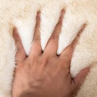 China High Weight Plush Knitted Backing Technics Long Hair Pile Soft Faux Fur for and Fabric for sale