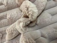 China Soft and Durable Short Pile Faux Fur Fabric for Home Textile Knitted Backing Technics for sale