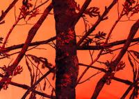 China 240GSM 100% Polyester Velvet Fabric - 160cm Width Tree Trunk Pattern for Outdoor Jackets & Textiles for sale