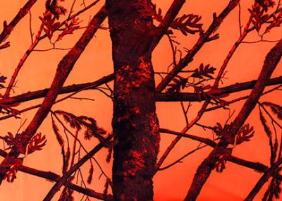 China 240GSM 100% Polyester Velvet Fabric - 160cm Width Tree Trunk Pattern for Outdoor Jackets & Textiles for sale