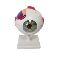 China PVC Human Eye Ball Model 3 Times Magnified 6 Parts Anatomy Teaching for sale
