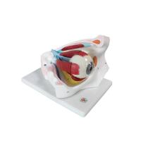 China PVC Human Eye Ball Model 3 Times Magnified 6 Parts Anatomy Teaching for sale