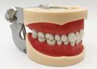 China Resin Dental Study Model 1:1 Scale Non Toxic Orthodontic Teeth Model for Medical Education for sale