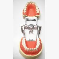 China Resin Dental Study Model 1:1 Scale Non Toxic Orthodontic Teeth Model for Medical Education for sale
