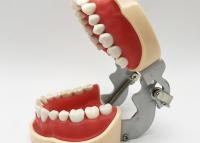 China Resin Dental Study Model 1:1 Scale Non Toxic Orthodontic Teeth Model for Medical Education for sale