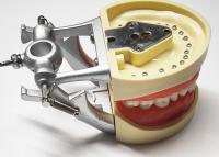 China Resin Dental Study Model 1:1 Scale Non Toxic Orthodontic Teeth Model for Medical Education for sale