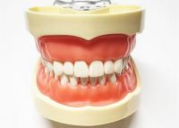China Resin Dental Study Model 1:1 Scale Non Toxic Orthodontic Teeth Model for Medical Education for sale