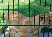 China PVC Coated Double Wire Mesh Fence 2.43m Height with 6mm Wire Thickness for High Security Applications for sale