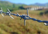 China Galvanized Steel Barbed Wire Fencing BWG 12# Double/Single Twisted 1.5mm-2.5mm Diameter for Goats and Security for sale
