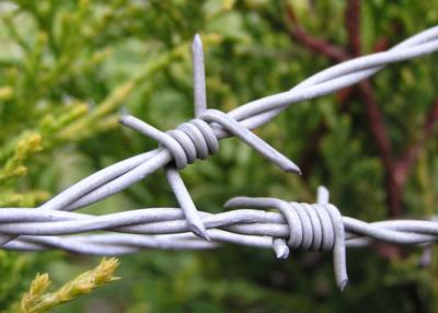 China Electro Galvanized Steel Barbed Wire ety 16 X 14 Gauge 25kg / Roll For for sale