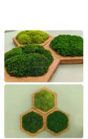 China OEM Service Accepted Customization Preserved Moss Frame Wall Painting Hanging Frame for Home Decoration for sale