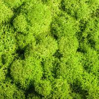 China Natural Moss Package for Easter House Decoration Customized Color Easter Occasion for sale