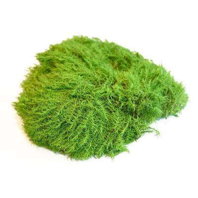 China OEM Service Accepted Preserved Pole Bun Moss Customized Color for Garden Office Wall Decor for sale