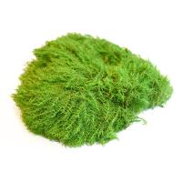 China OEM Service Accepted Preserved Pole Bun Moss Customized Color for Garden Office Wall Decor for sale