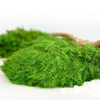 China Preserved Pole Bun Moss Perfect for Garden Office Wall Decor Craft Project Supplies for sale