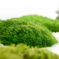 China Preserved Pole Bun Moss Perfect for Garden Office Wall Decor Craft Project Supplies for sale