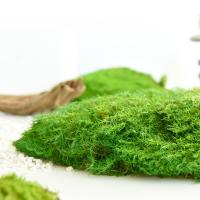 China Preserved Pole Bun Moss Perfect for Garden Office Wall Decor Craft Project Supplies for sale