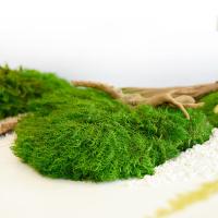 China Preserved Pole Bun Moss Perfect for Garden Office Wall Decor Craft Project Supplies for sale