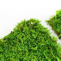 China Lichens Preserved Moss Art Frame Sheet Moss Flat Moss with Customized Logo Accepted for sale