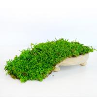 China Lichens Preserved Moss Art Frame Sheet Moss Flat Moss with Customized Logo Accepted for sale