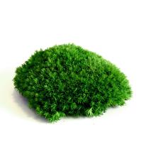 China Direct Wall Decoration Natural Preserved Moss with Customizable Size and OEM Service for sale
