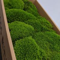 China Direct Wall Decoration Natural Preserved Moss with Customizable Size and OEM Service for sale