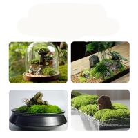 China Immortal Moss Engineering Landscaping Soft and Durable for Customized Size Plant Wall for sale