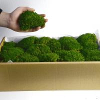 China Immortal Moss Engineering Landscaping Soft and Durable for Customized Size Plant Wall for sale