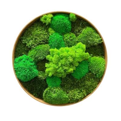 China Long Lasting Stabilized Reindeer Moss Wall Art Frame For Dining Room With Natural Plant for sale