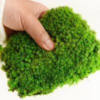 China Customize Size Preserved DIY Immortal Moss for Wall Decoration Occasion Back to School for sale
