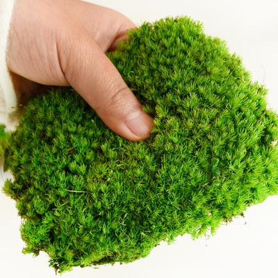 China Customize Size Preserved DIY Immortal Moss for Wall Decoration Occasion Back to School for sale