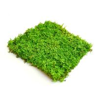 China Customize Size Preserved DIY Immortal Moss for Wall Decoration Occasion Back to School for sale