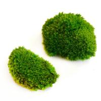 China Customize Size Preserved DIY Immortal Moss for Wall Decoration Occasion Back to School for sale