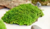 China Customize Size Preserved DIY Immortal Moss for Wall Decoration Occasion Back to School for sale
