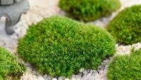 China Customize Size Preserved DIY Immortal Moss for Wall Decoration Occasion Back to School for sale