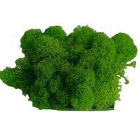 China Preserved Lichen Moss for Terrarium Supplies OEM Service Accepted and Customize Size for sale