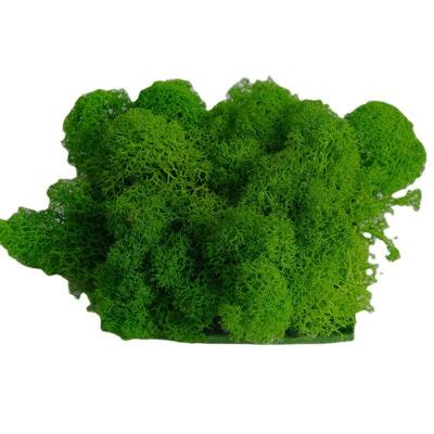 China Preserved Lichen Moss for Terrarium Supplies OEM Service Accepted and Customize Size for sale