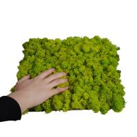 China Preserved Lichen Moss for Terrarium Supplies OEM Service Accepted and Customize Size for sale