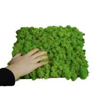 China Preserved Lichen Moss for Terrarium Supplies OEM Service Accepted and Customize Size for sale