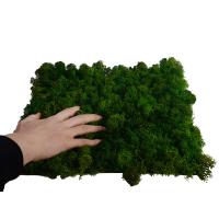 China Preserved Lichen Moss for Terrarium Supplies OEM Service Accepted and Customize Size for sale