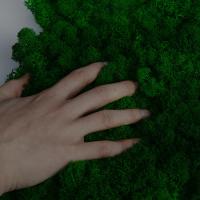 China Preserved Lichen Moss for Terrarium Supplies OEM Service Accepted and Customize Size for sale