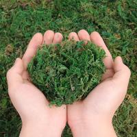 China OEM Service Accepted Green Plants Landscape Artificial Moss Whole Package for Home Decoration for sale
