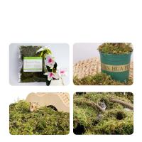 China OEM Service Accepted Green Plants Landscape Artificial Moss Whole Package for Home Decoration for sale